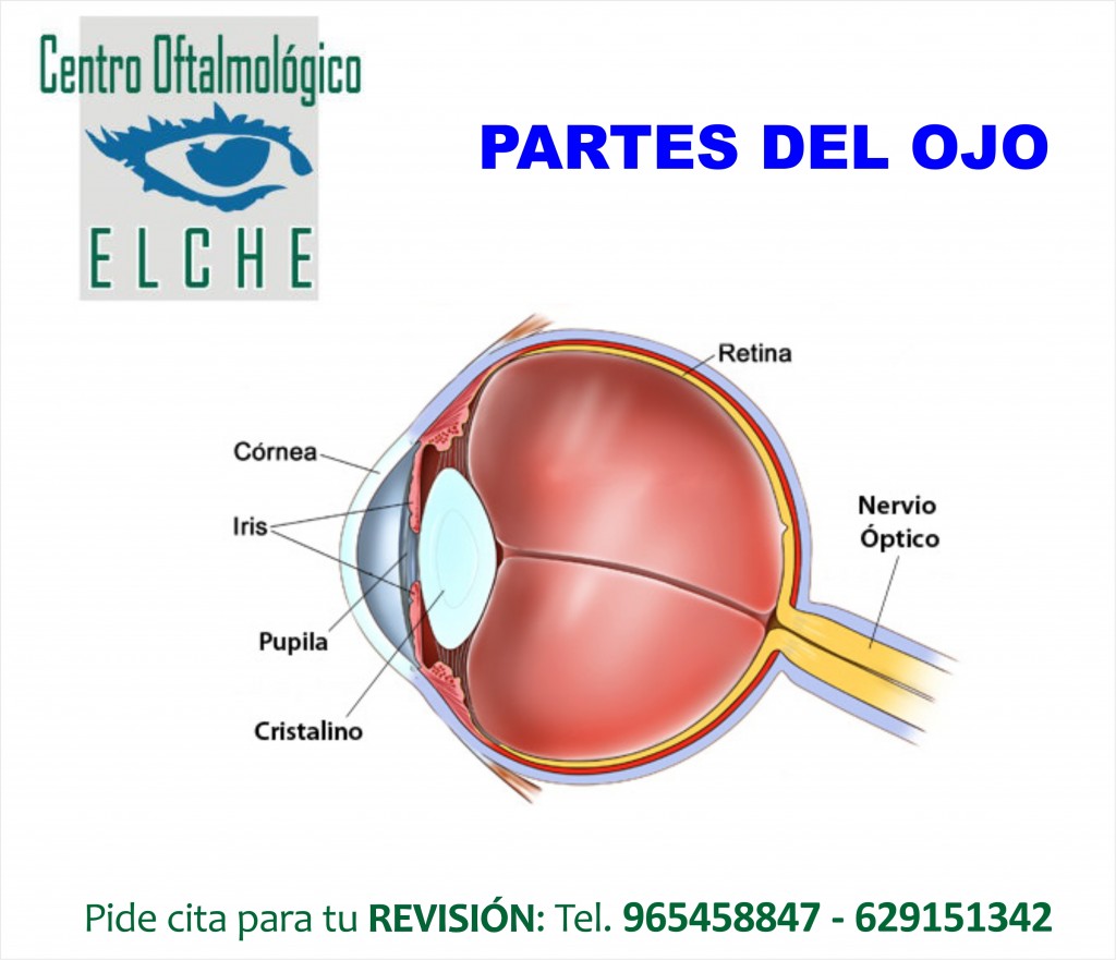 El ojo y el párpado